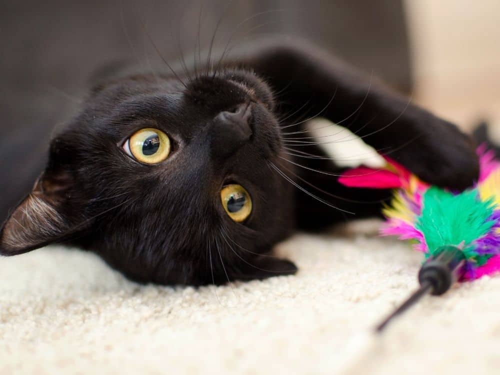 Cat Jokes That Are So Funny You ll Be Feline Pawsome Cat Jokes That Are So Funny You ll Be Feline Pawsome