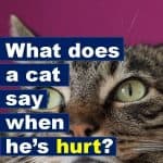 Cat jokes that are so funny, you'll be feline pawsome!