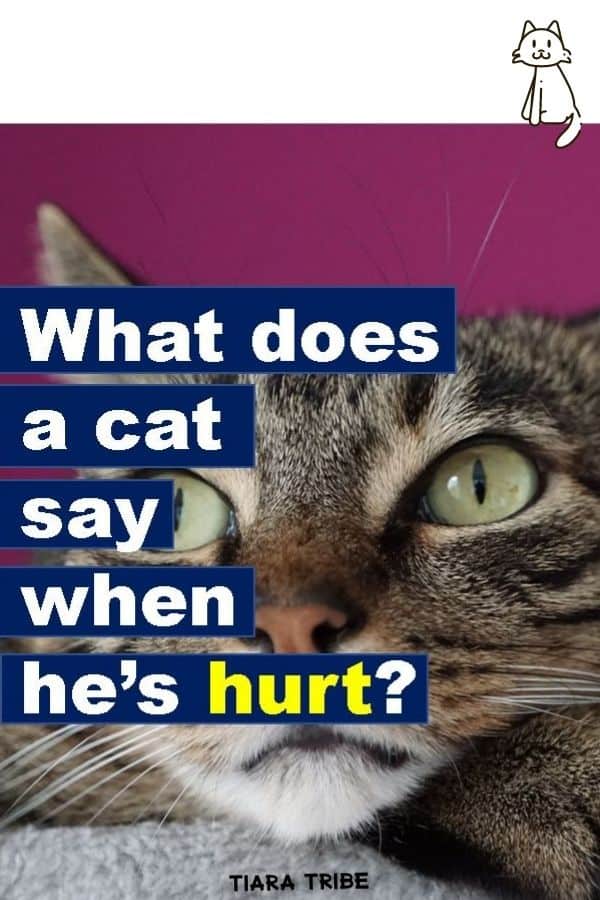 Cat jokes that are so funny, you'll be feline pawsome!