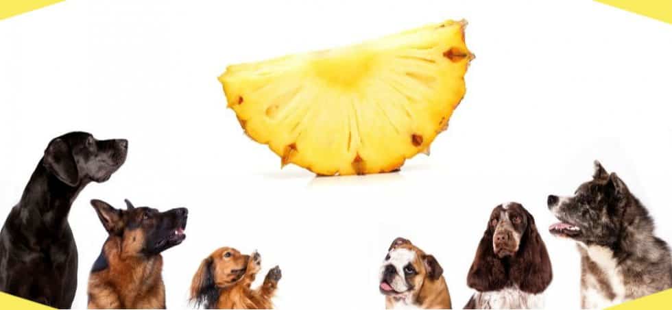 Pineapple Health Benefits, Calories, Carbs & Dogs