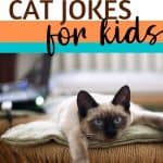 Cat jokes that are so funny, you'll be feline pawsome!